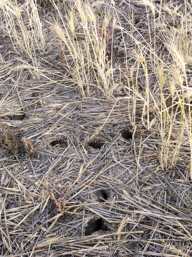 Mice marching on | The Transcontinental